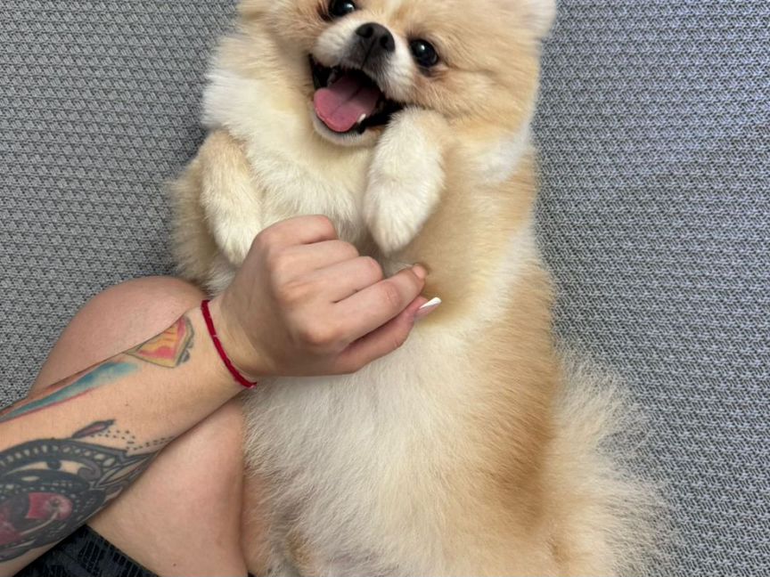 Померанский шпиц