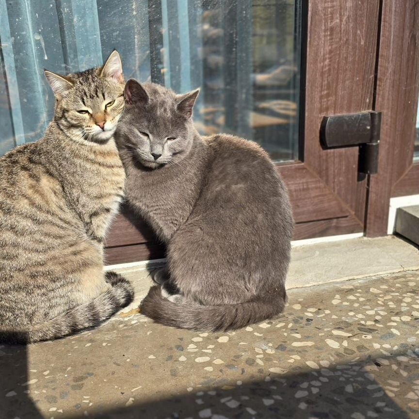 Две кошечки в добрые руки