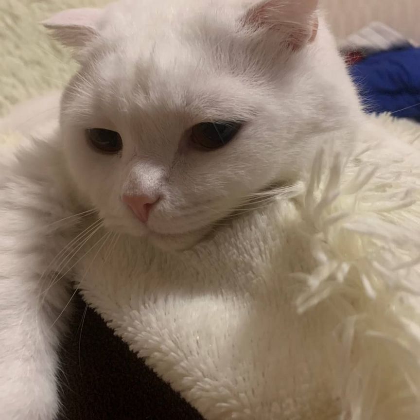 Отдам кота в добрые руки