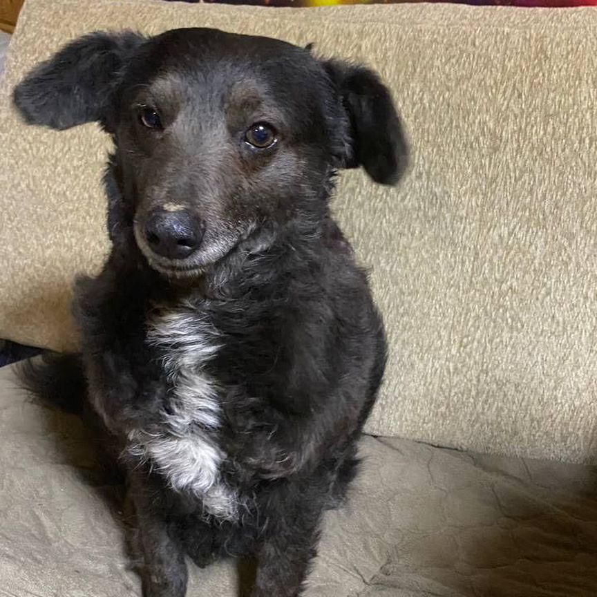 Собака в добрые руки