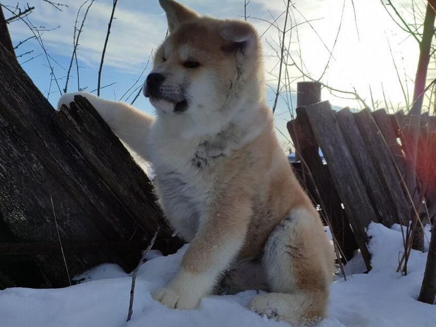Акита Крутой Парень