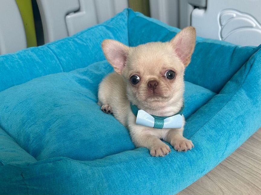 Инопланетяне уже здесь