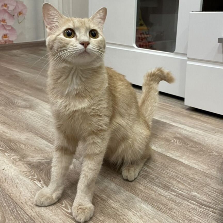 Кошка в добрые руки