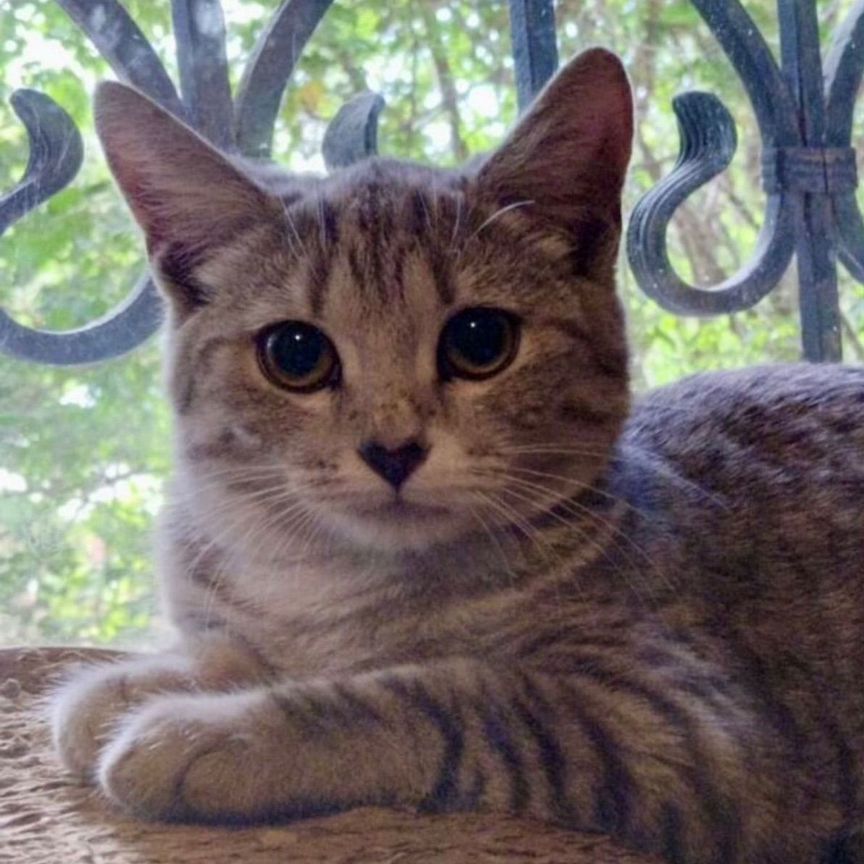 Котенок