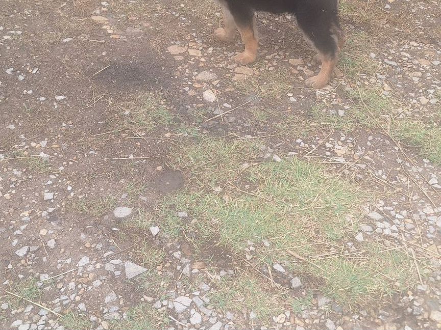 Щенки немецкой овчарки