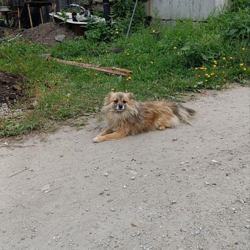Собака в добрые руки отдам бесплатно