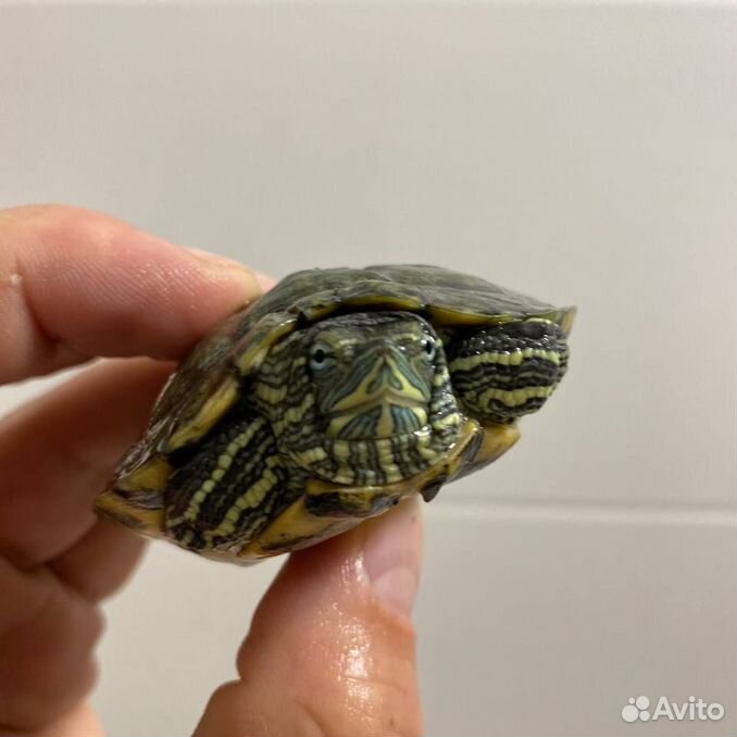 Красноухая черепашка с акватеррариумом (торг)