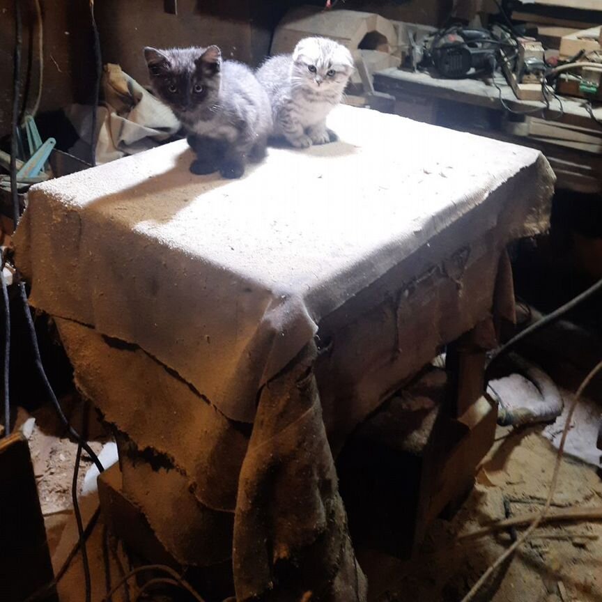 Котята в добрые руки