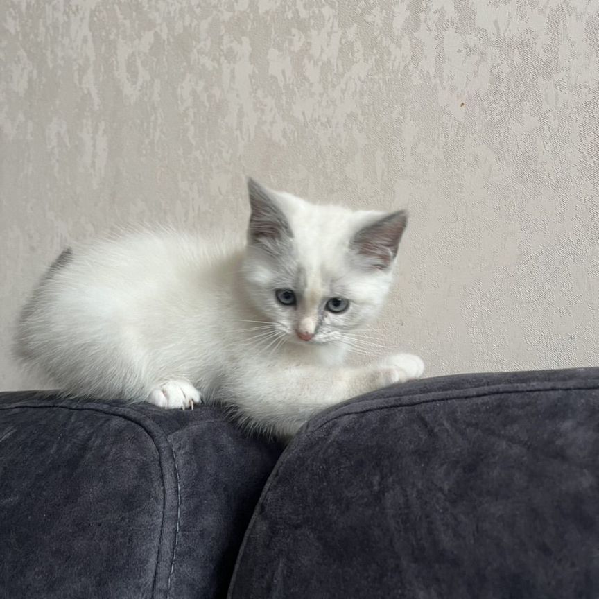 Британские котята блю поинт
