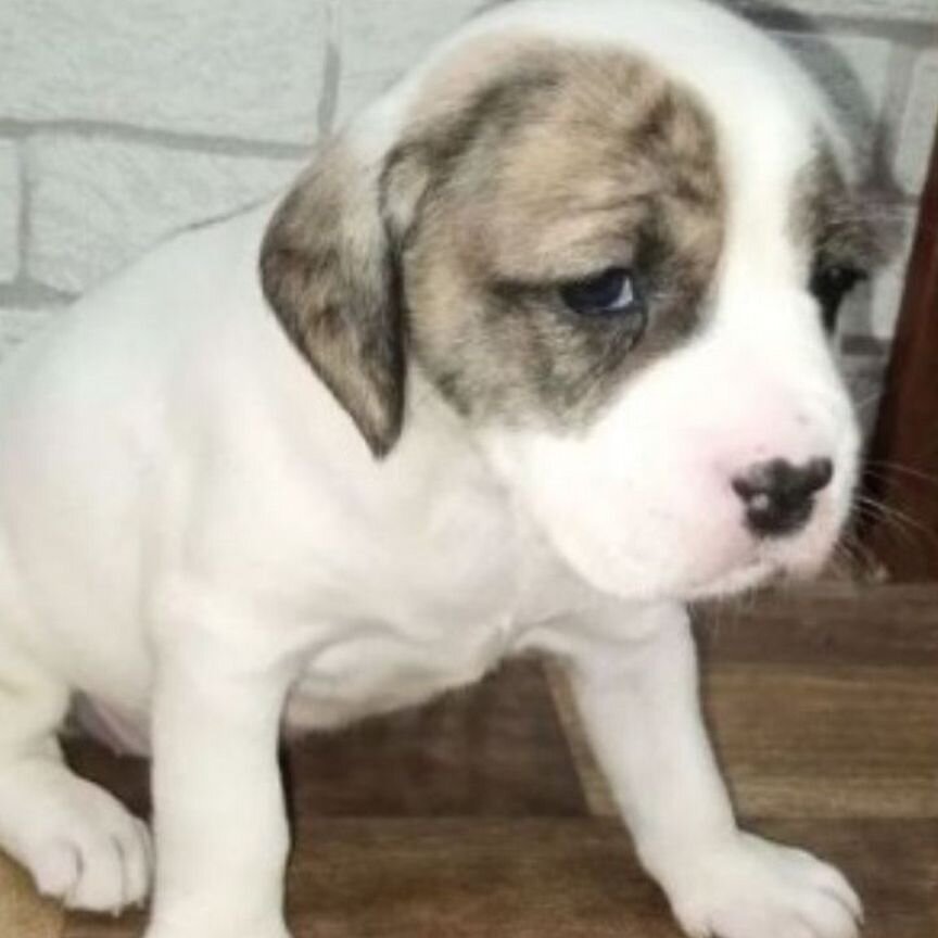 Стафарширский терьер