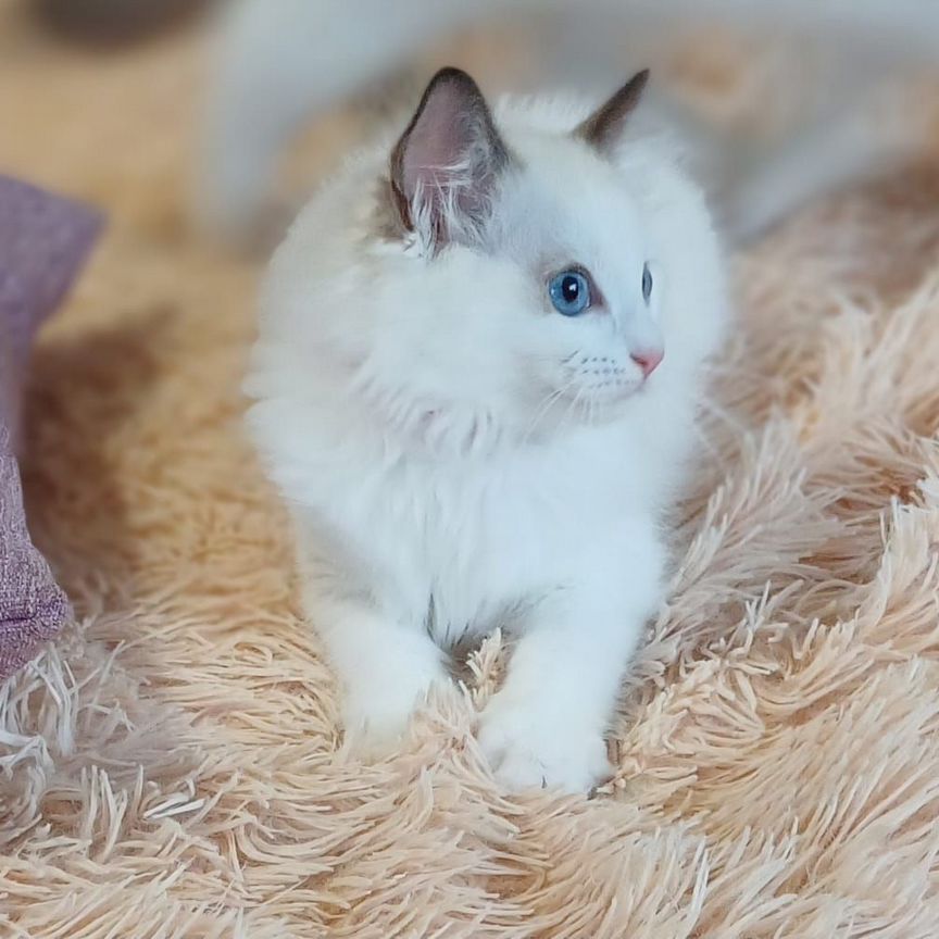 Котёнок Рэгдолл