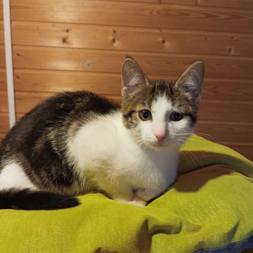 Котёнок в добрые руки