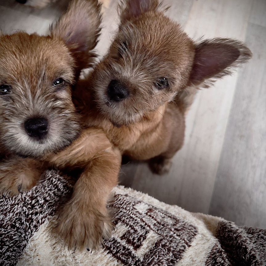 Щенки Норвич терьера мальчики