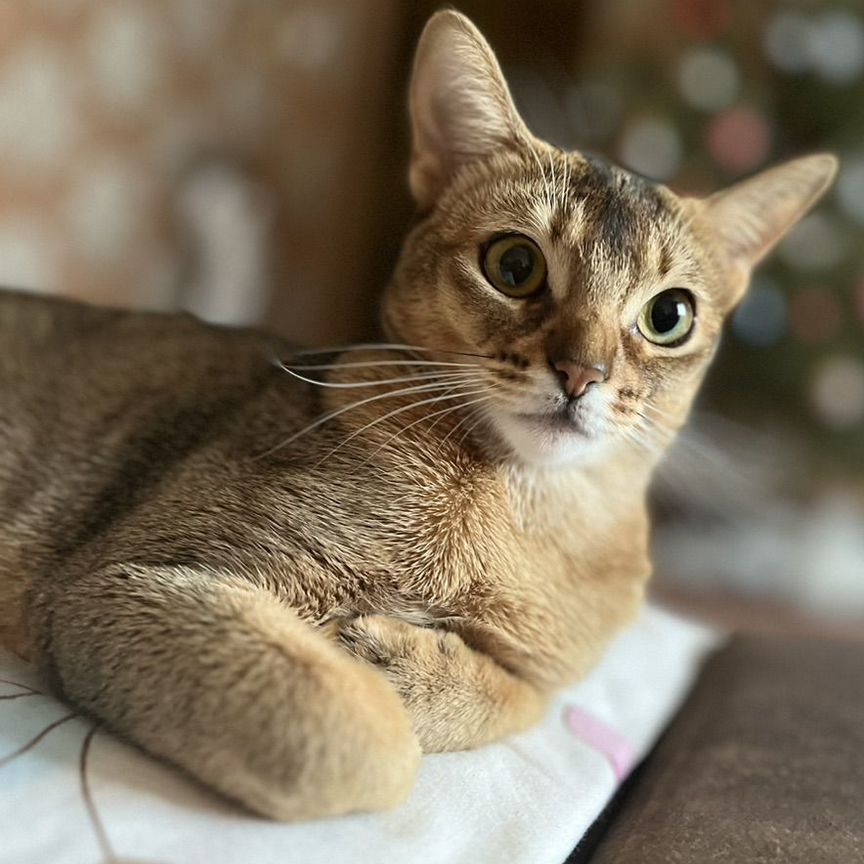 Абиссинская кошка в добрые руки отдам бесплатно