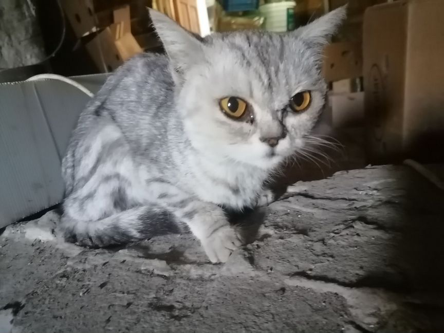 Британская кошка бесплатно