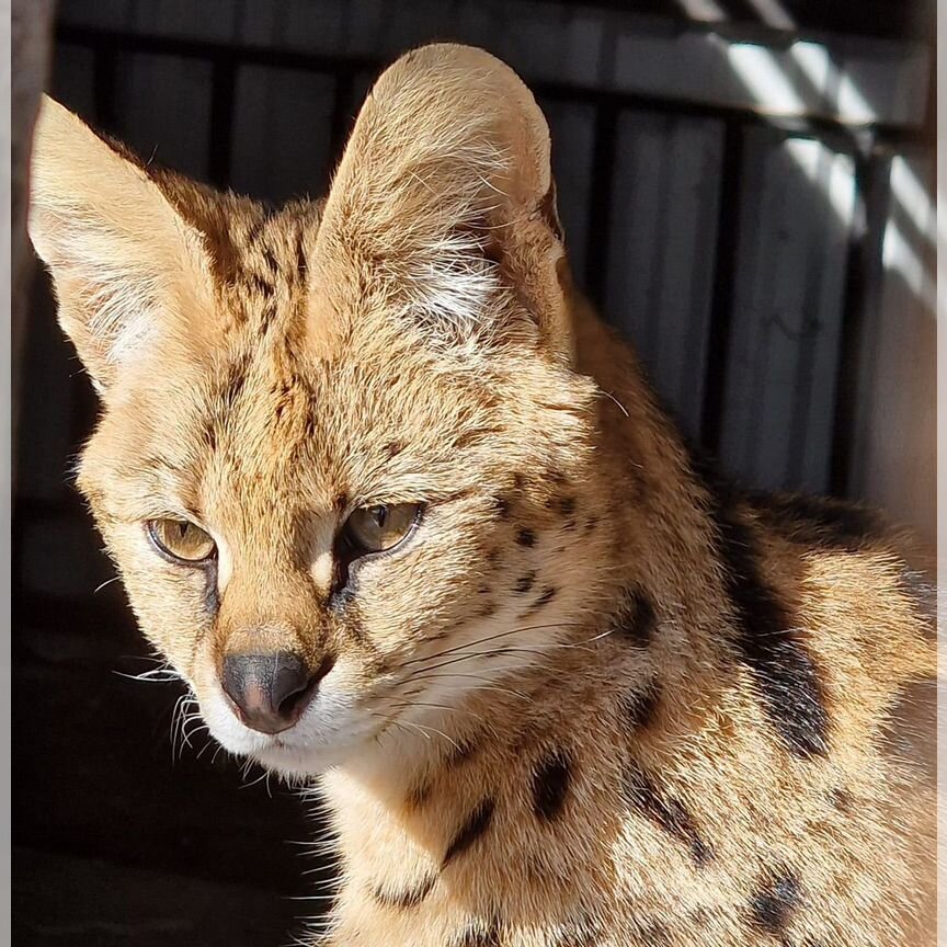 Саванна ф1 кошка