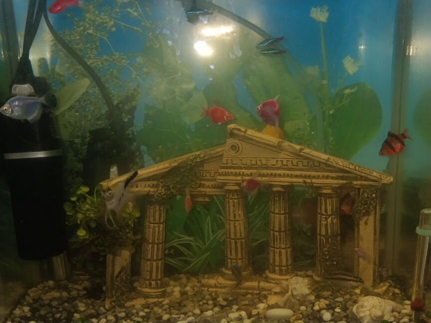 Аквариумные рыбки