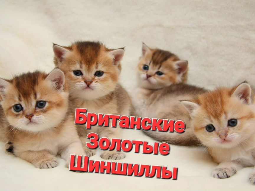Британские Золотые Шиншиллы