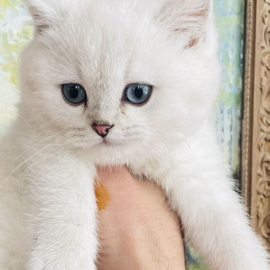Британские котята