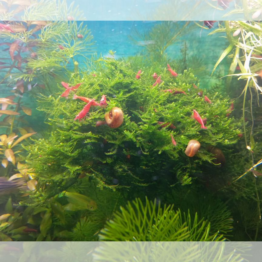 Креветки вишня