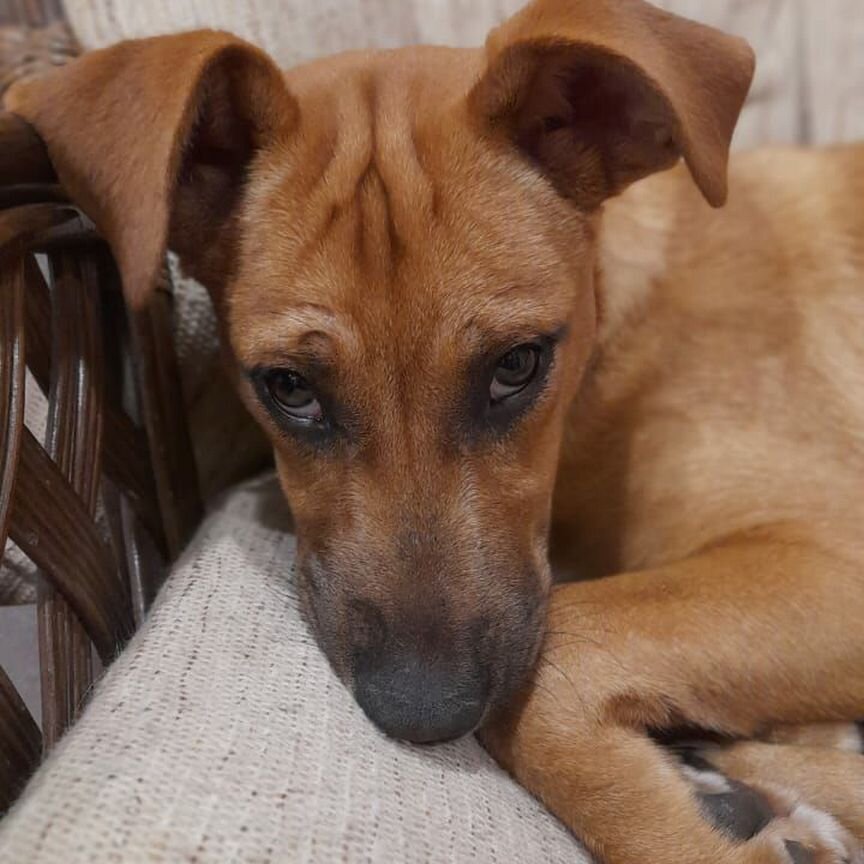 Солнечный щенок в добрые руки