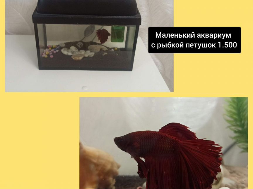 Маленький аквариум прим. на 3 л с рыбкой петушок