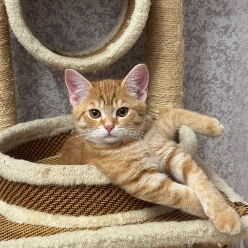 Британский короткошёрстный котёнок