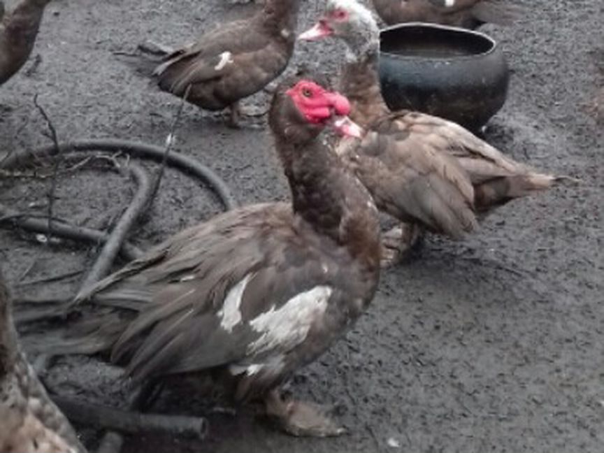 Мускусные широкогрудые утки (индоутки коричневые)