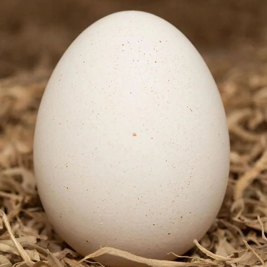 Яйцо домашнее утиное