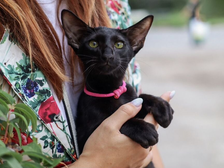 Ориентальные котята