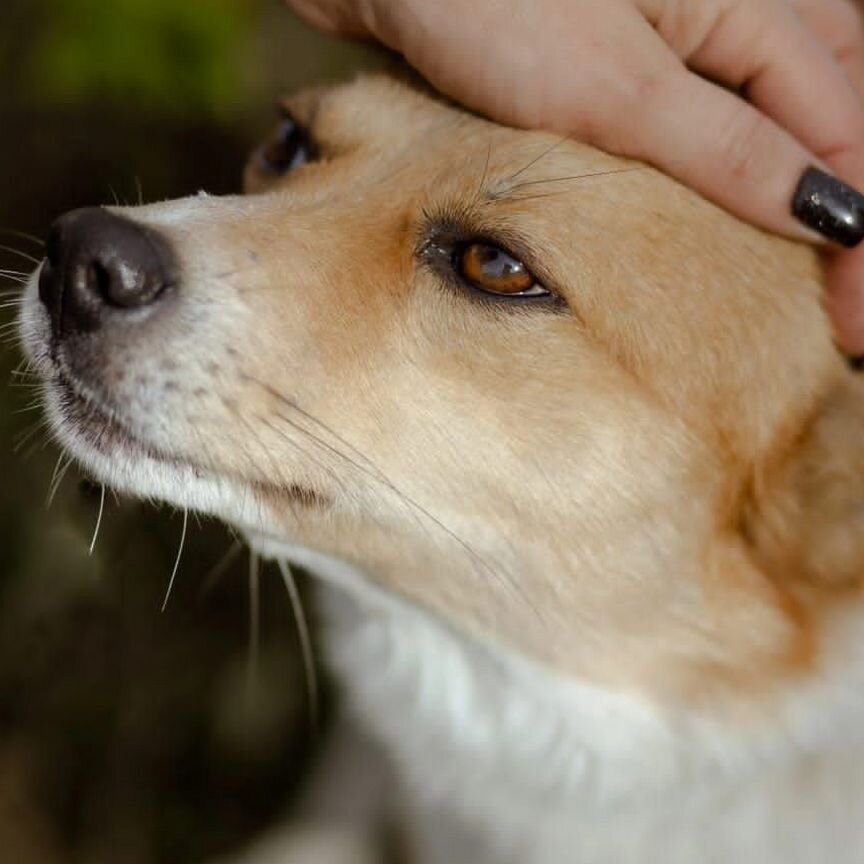 Маленькая собака в добрые руки