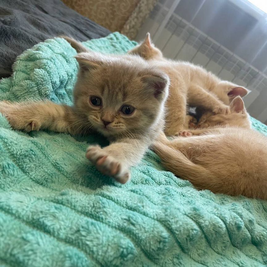 Британские котята