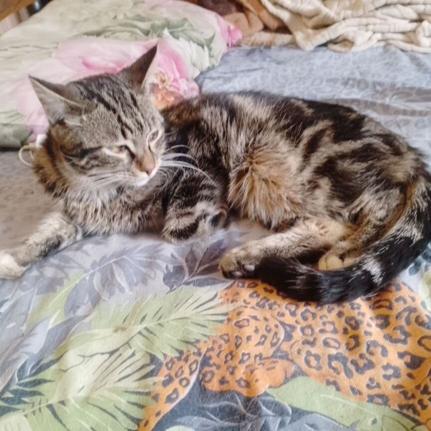 Подарю молодого кота в хорошие руки