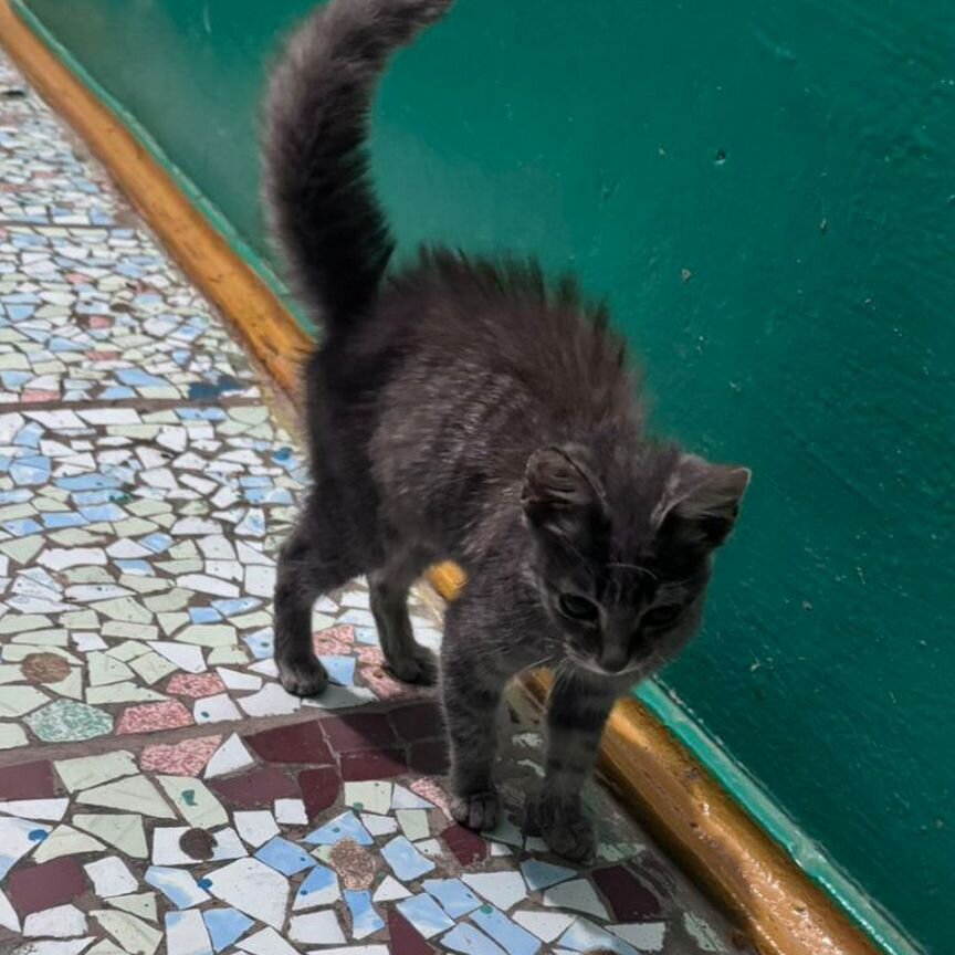 Котенок мальчик, серенький