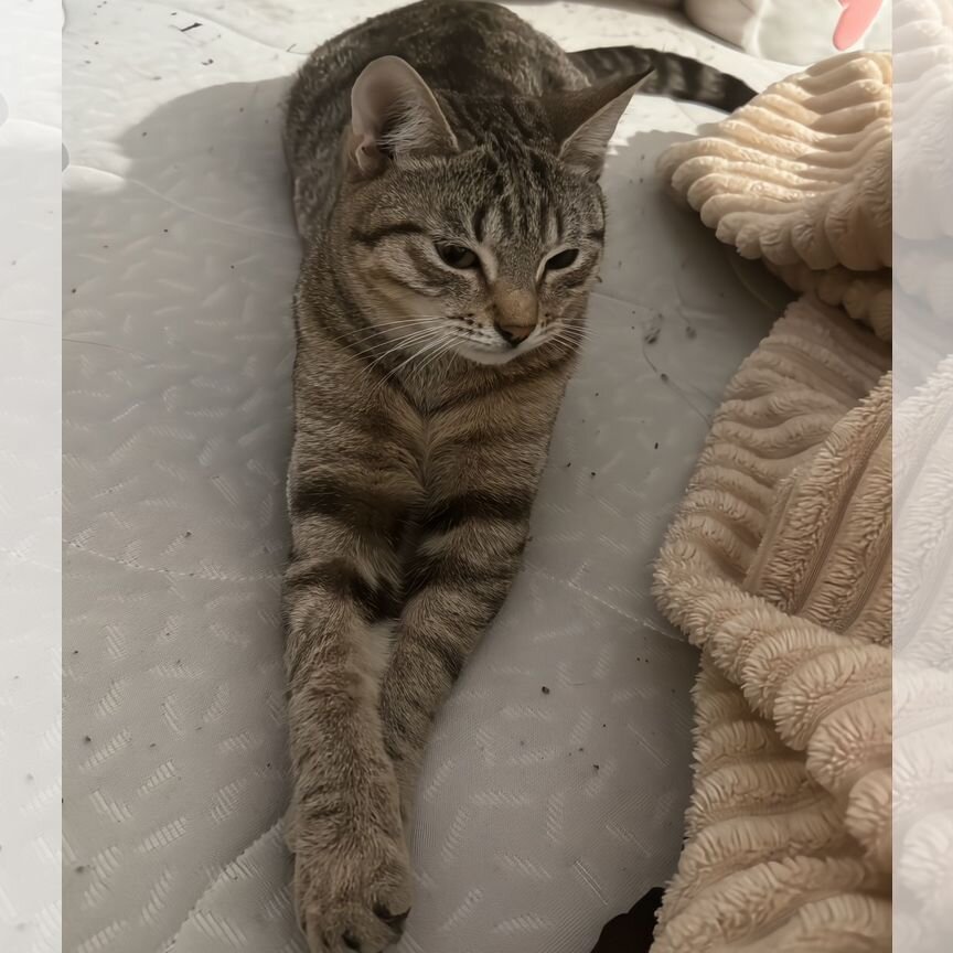 Взрослая, кошка в добрые руки