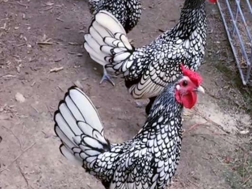 Петухи Сибрайт серебро