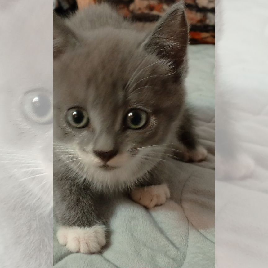 Котята ищут дом