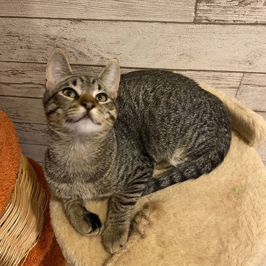 Ласкуша в добрые руки