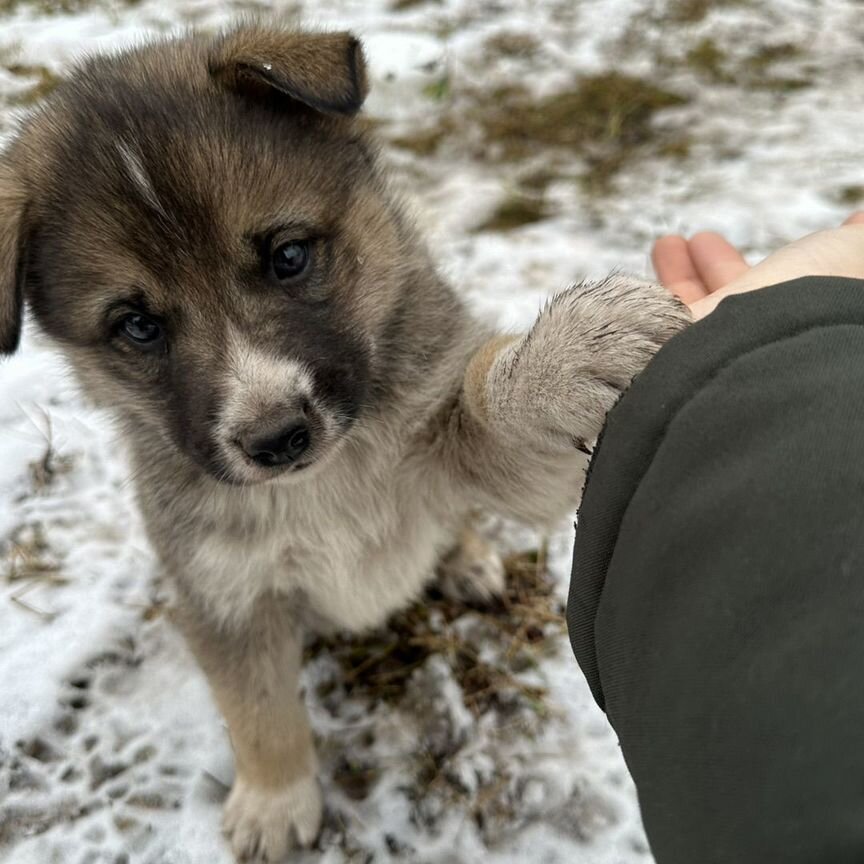 Щенки лапочки