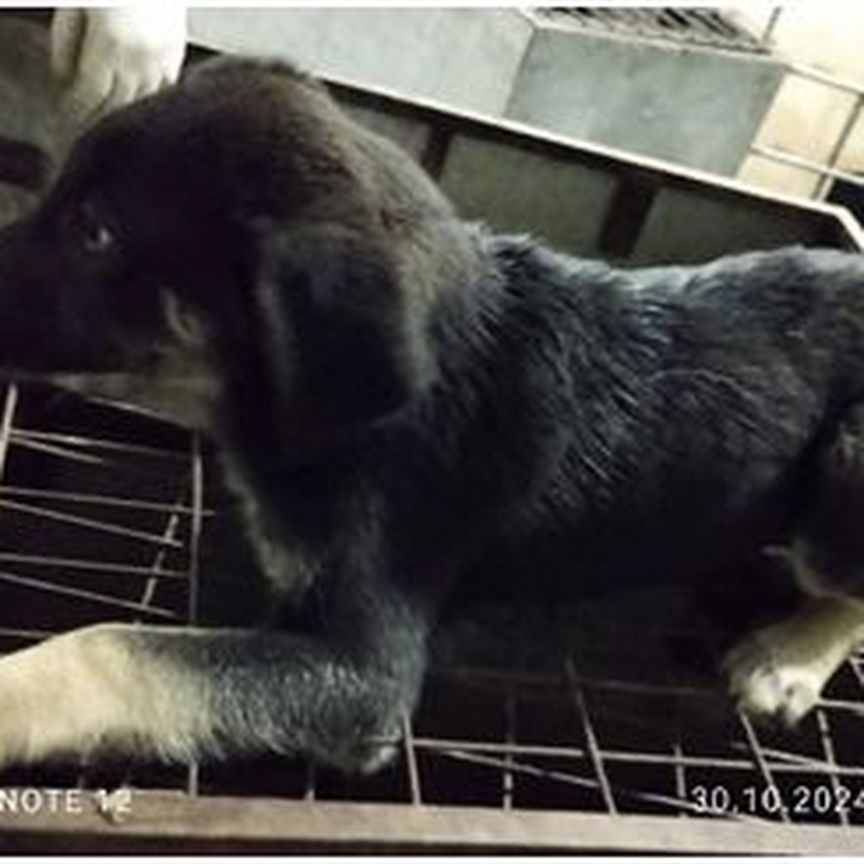 Щенки и собаки желают обрести семью)