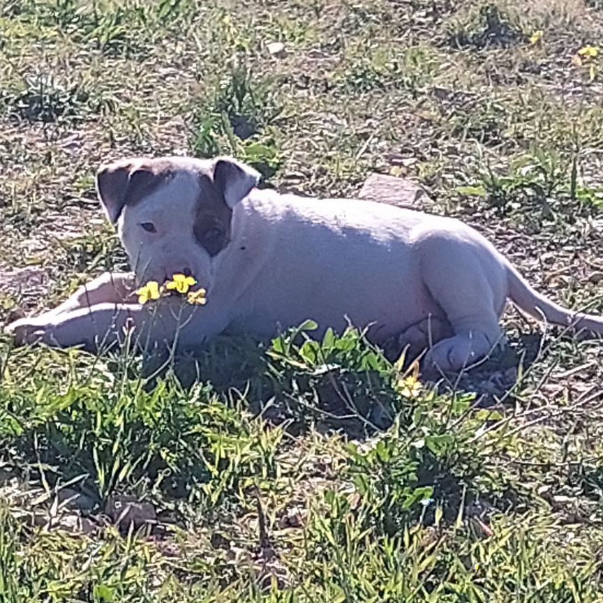 Щенки американского стаффорширского терьера