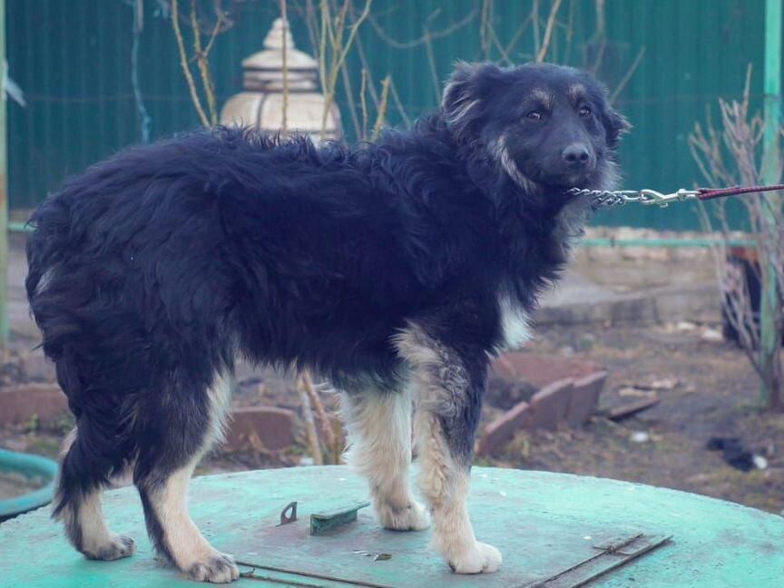 Отличный и немного застенчивый щенок Бараш