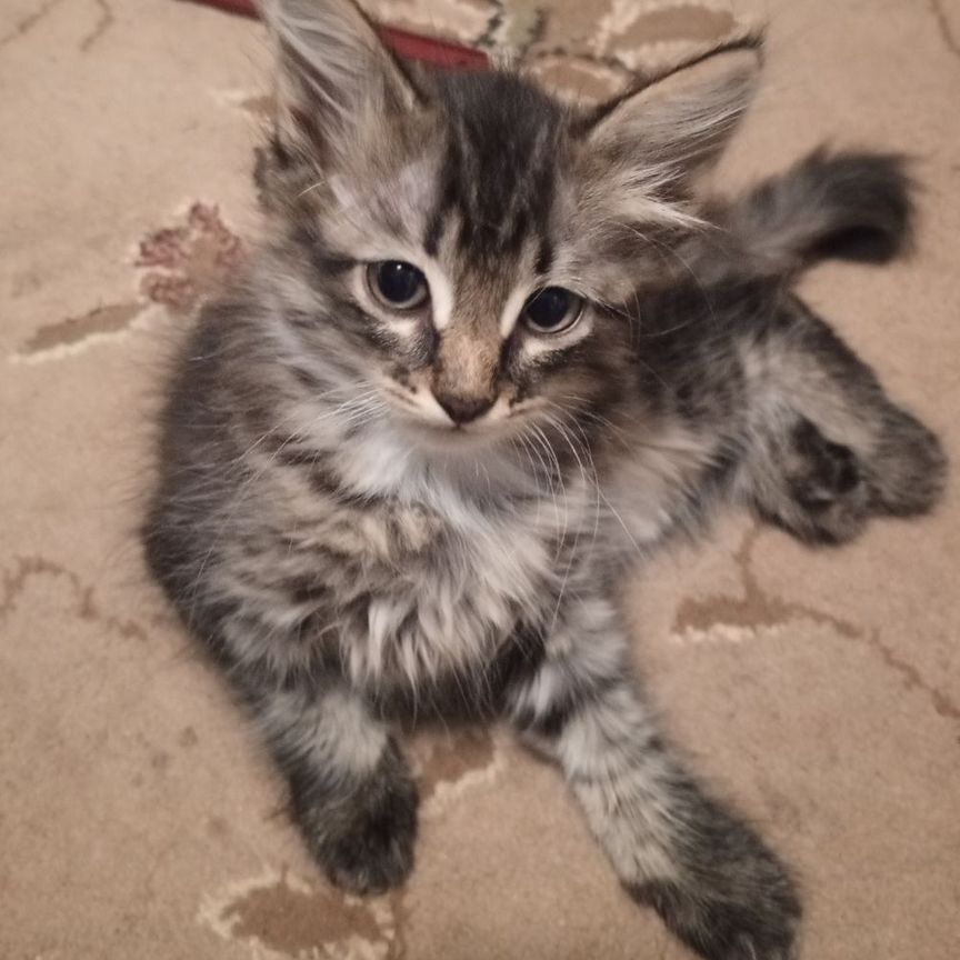 Котенок девочка бесплатно