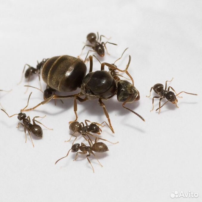 Lasius niger (чёрный садовый муравей)