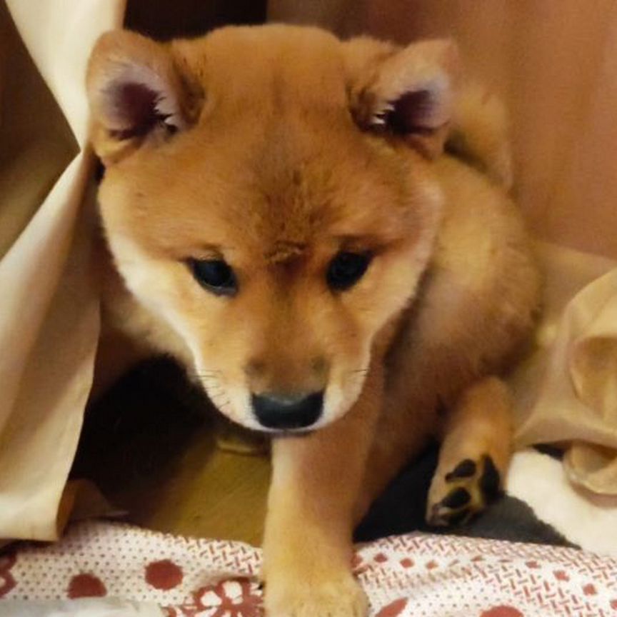 Щенок сиба ину мальчик ярко рыжий с прививками РКФ