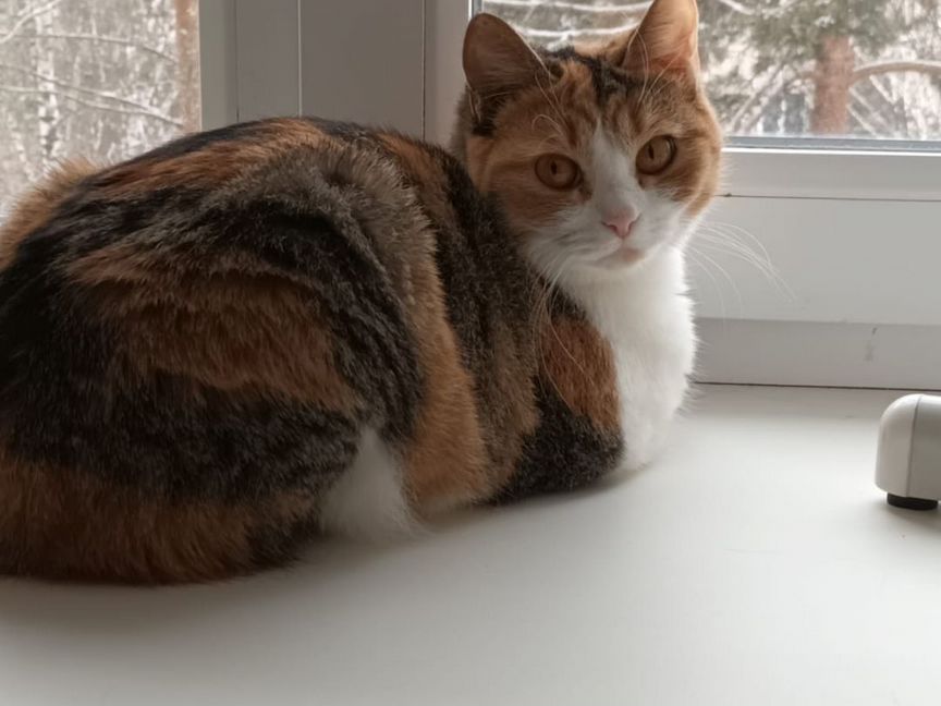 Кошки в добрые руки