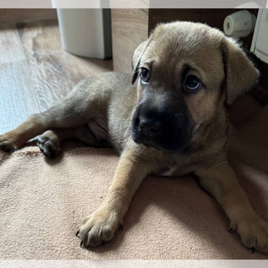 Щенок в добрые руки бесплатно