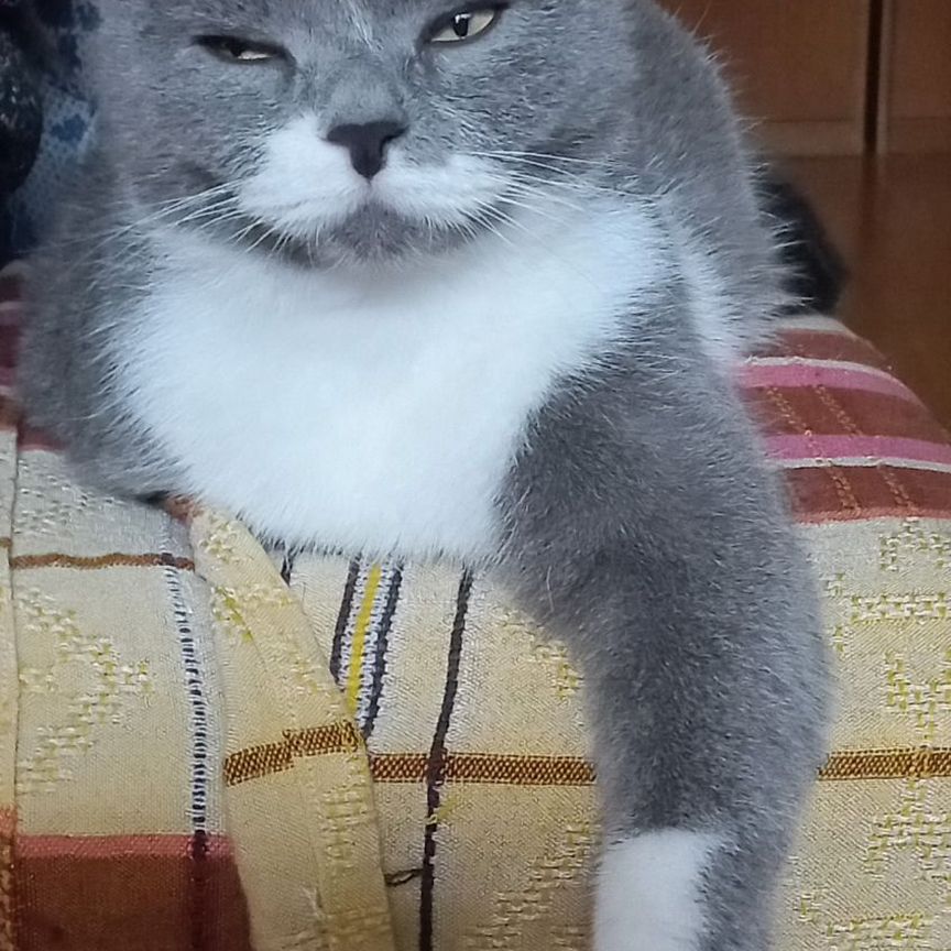 Отдам кошку