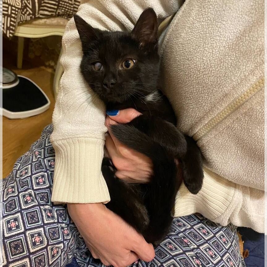 Котёнок в добрые руки