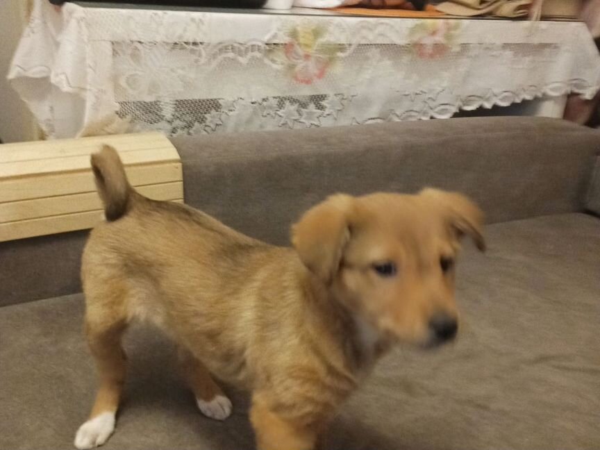 Щенок в добрые руки